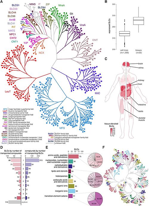 Data- and knowledge-derived functional landscape of human solute carriers